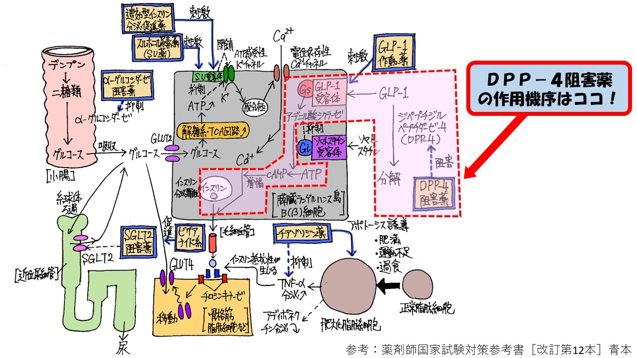 DPP-4阻害薬 特徴まとめ｜薬を学ぶ 〜薬剤師国家試験から薬局実務まで〜