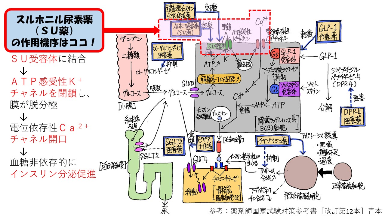 スルホニル尿素（SU）薬 特徴まとめ｜薬を学ぶ 〜薬剤師国家試験から薬局実務まで〜